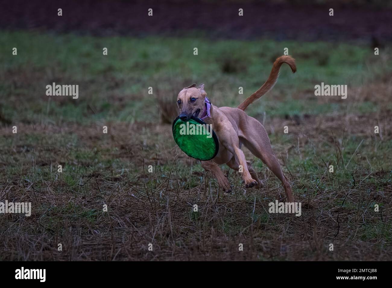 A brown Whippet (Canis lupus familiaris) running at a park with a ...