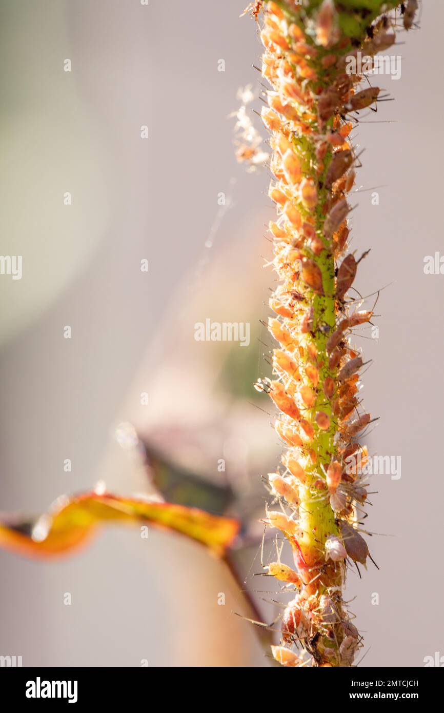 Colorful aphids on roses, pests damage the plant and spread diseases ...