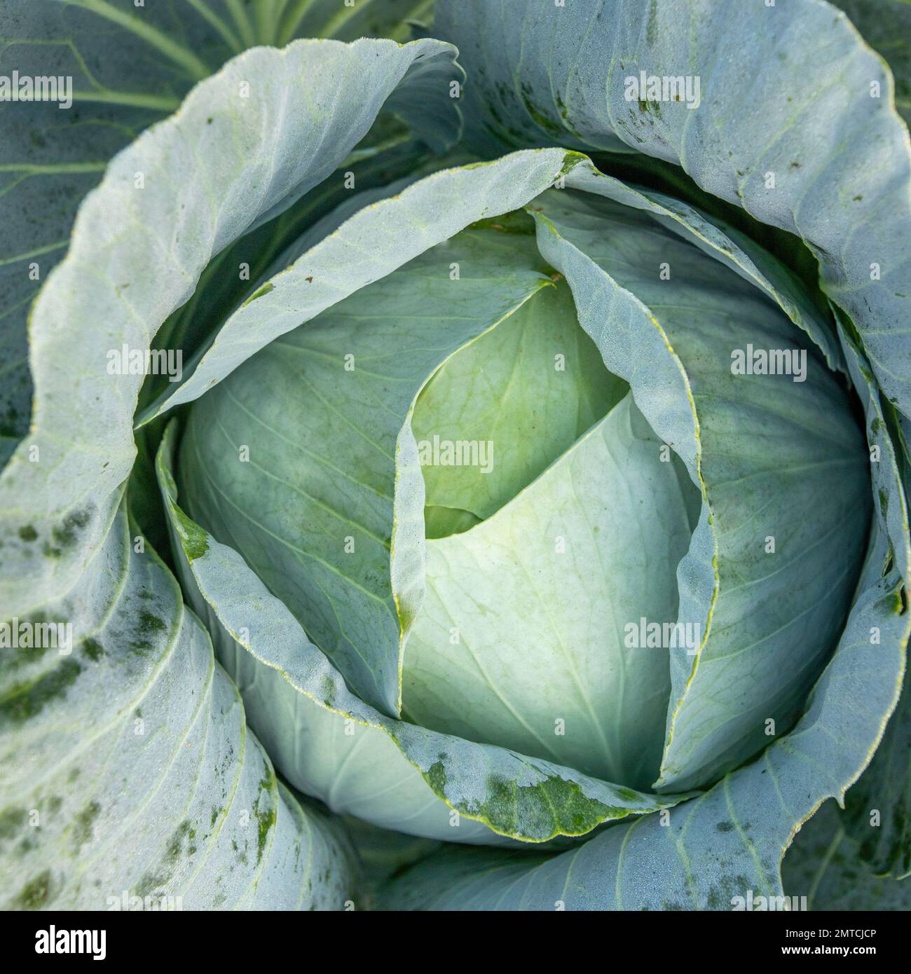 Cabbage, fruit on the bed. View from above. Abstract natural texture ...