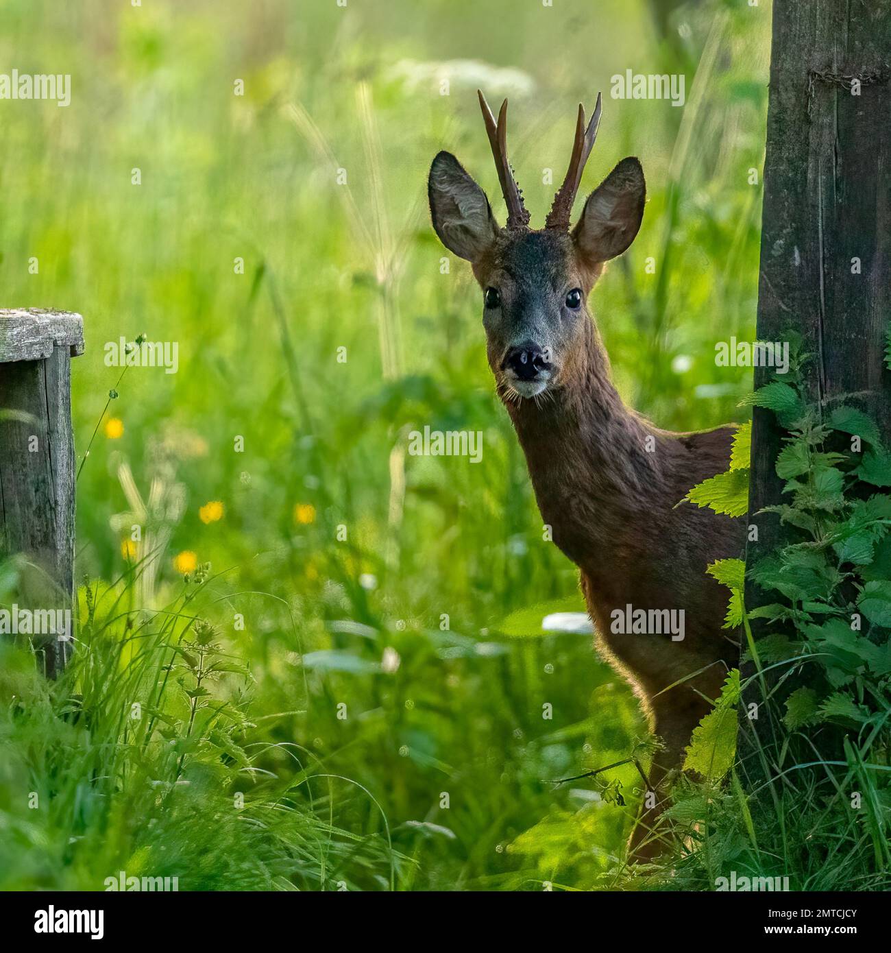 A closeup of an adorable roe deer peeking behind a tree in a beautiful ...