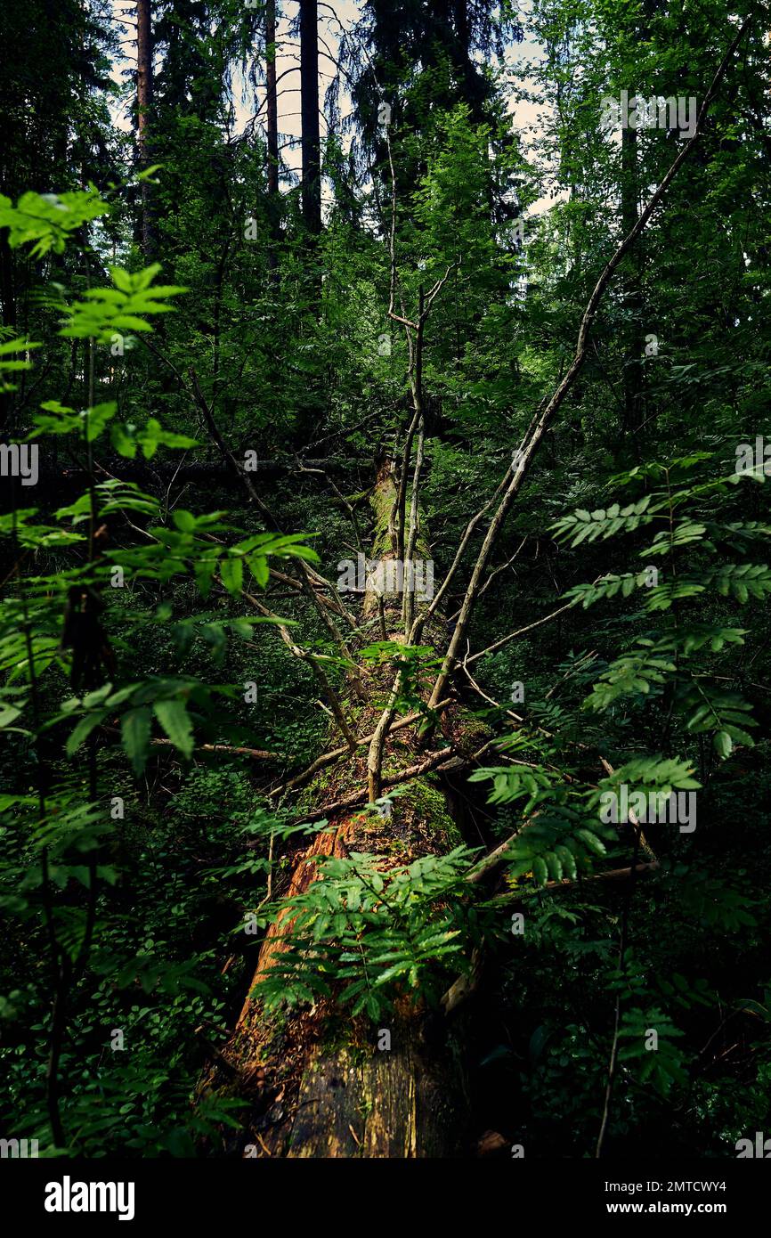 Green plants and fern growing on falling tree trunk in the forest with ...
