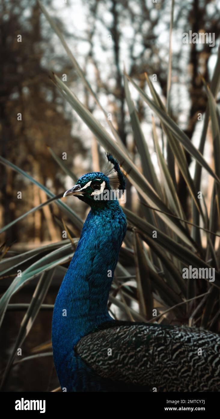 A vertical shot of a peacock sideview on blurred nature background ...