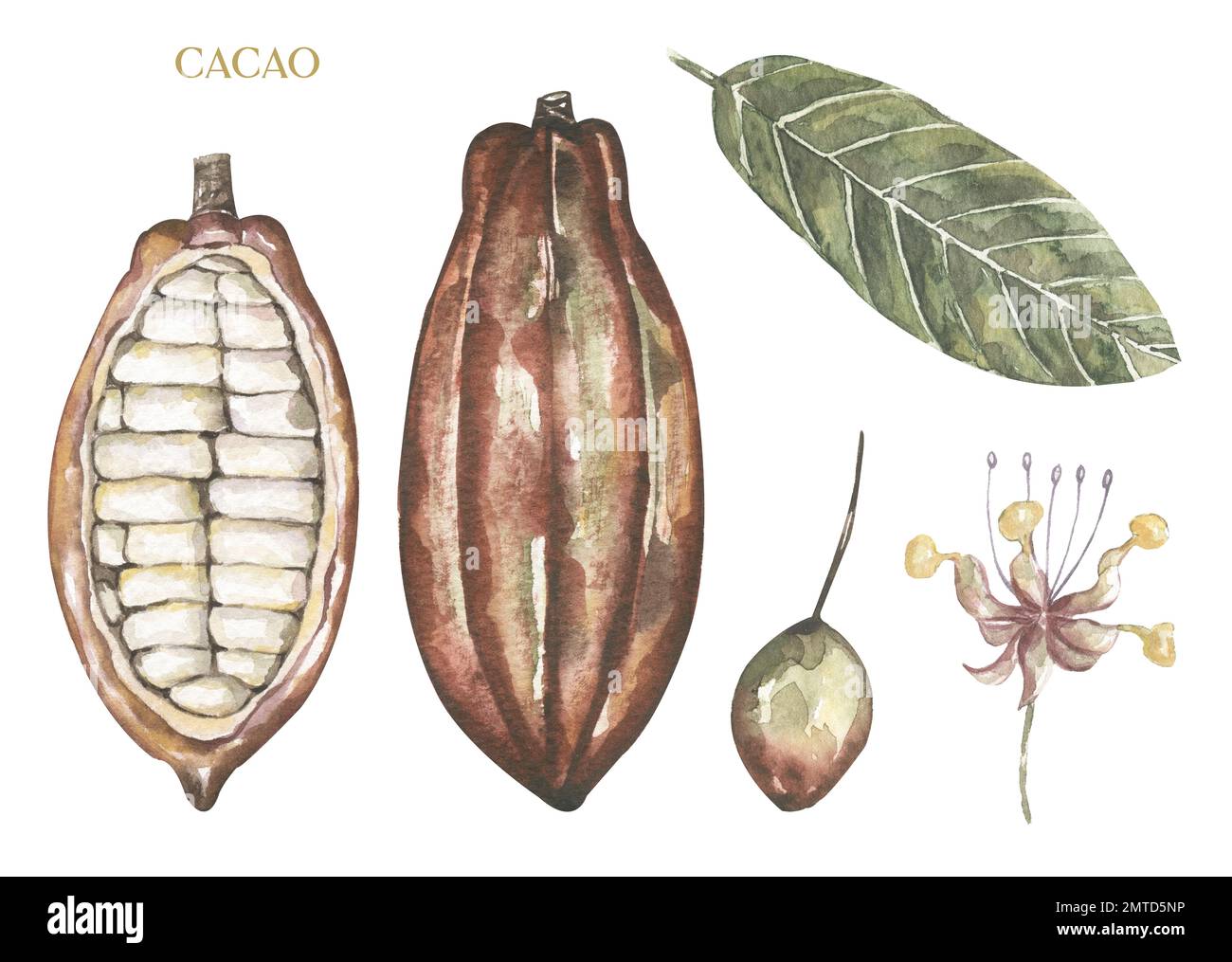 Set of botanical illustration. Watercolor cocoa beans fruit collection ...