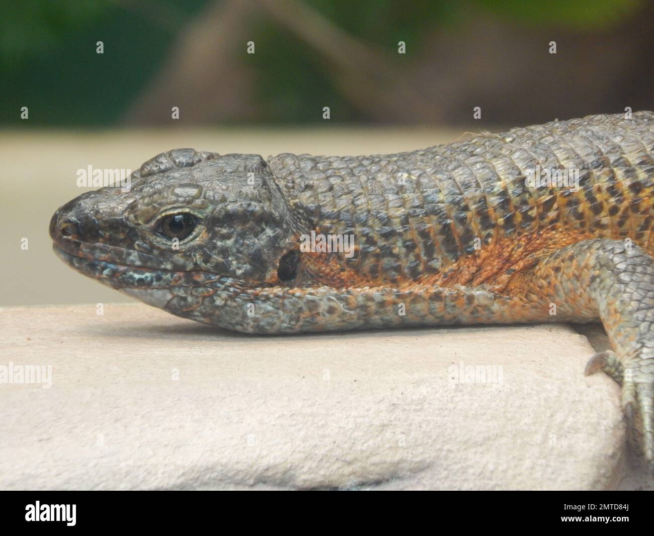 Plated skin hi-res stock photography and images - Alamy