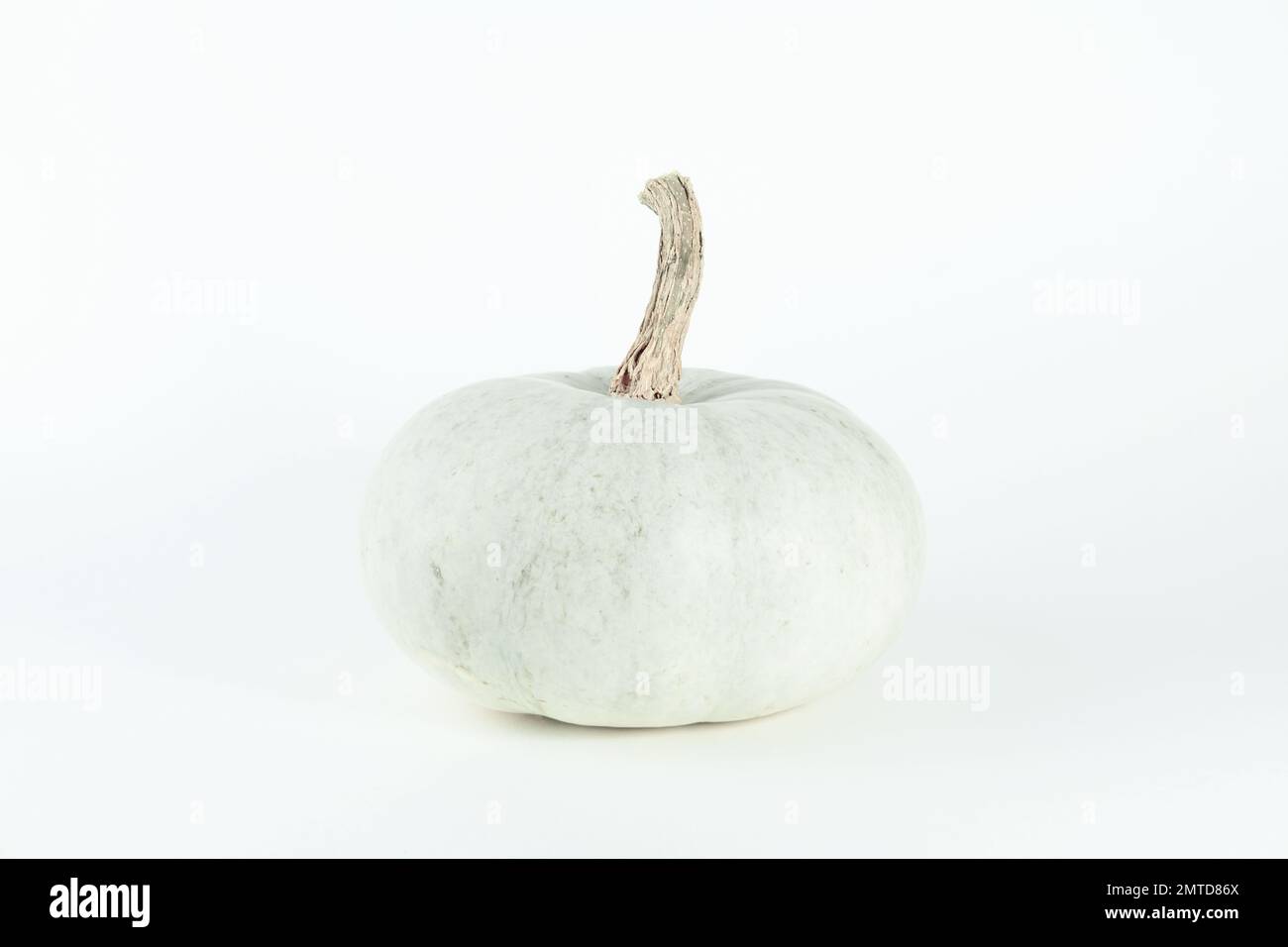 Pumpkin isolated on white background with shadow. Ripe green white ...