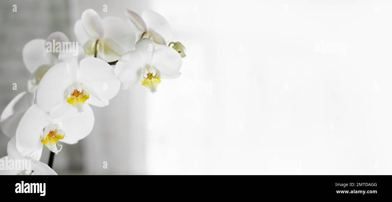 White gray blurred background with white orchid flower. Wedding ...