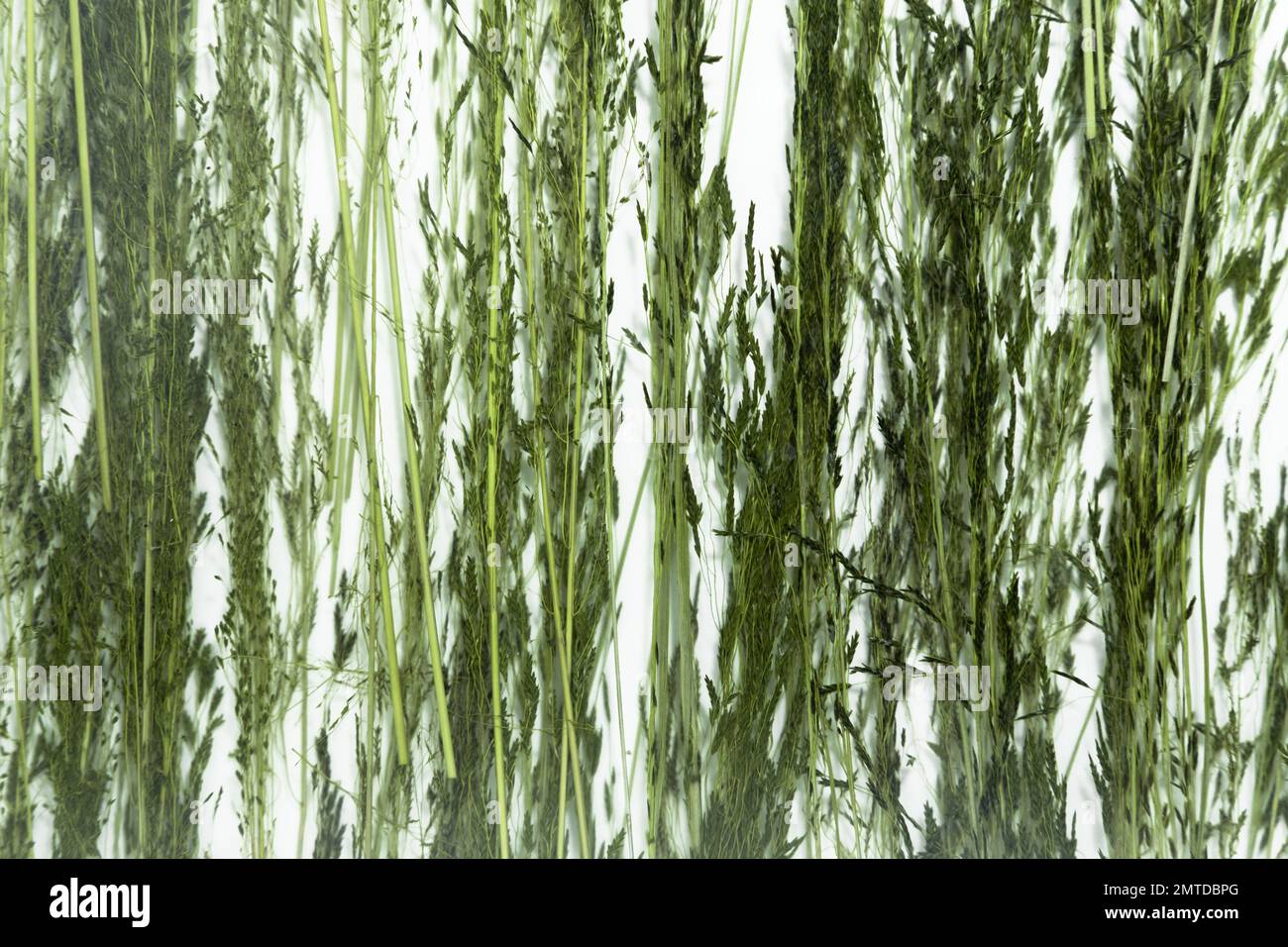 Green grassy background from weeds or field plants. Green sprigs of ...