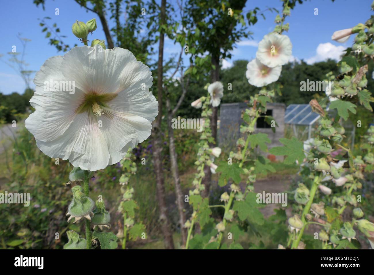Densely packed flower beds full of decorative plants hi-res stock ...