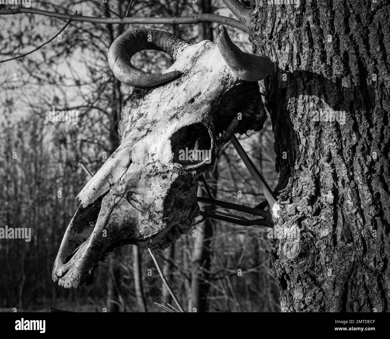 Cow skull on tree hi-res stock photography and images - Alamy