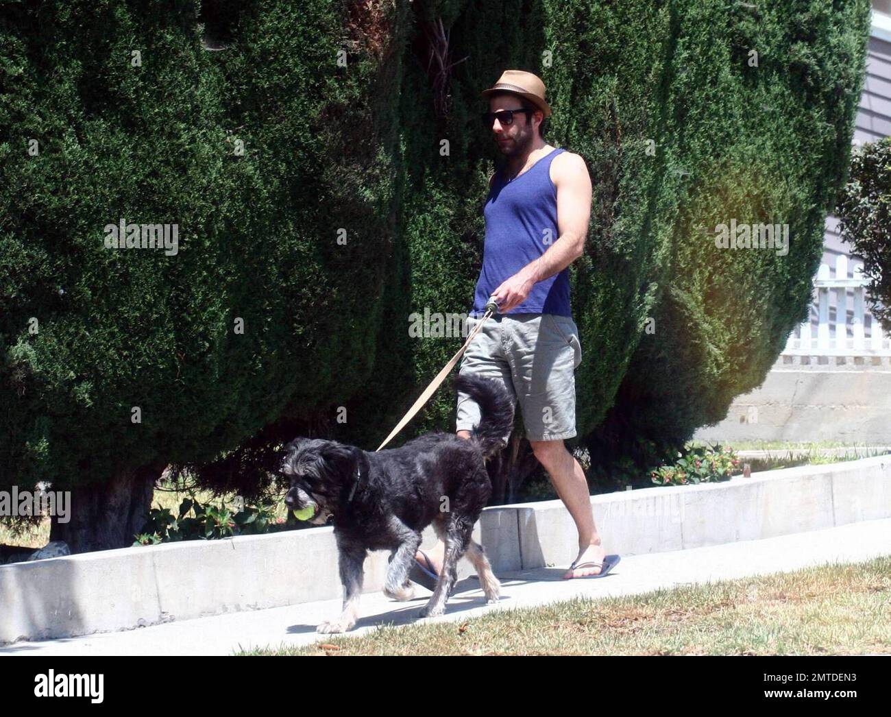 Zachary Quinto takes his Irish Wolfhound/Airedale Terrier dog Noah for ...