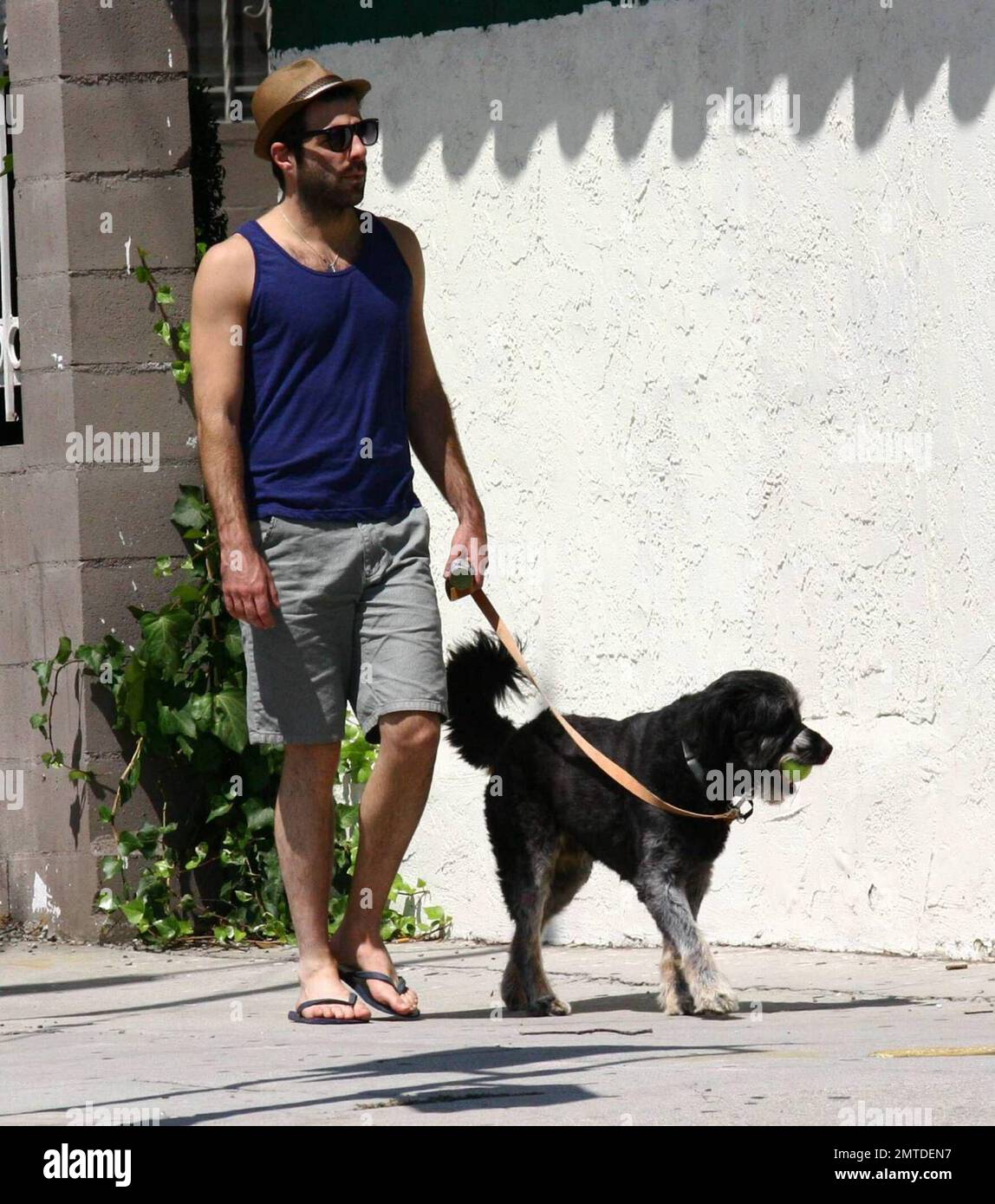 Zachary Quinto takes his Irish Wolfhound/Airedale Terrier dog Noah for ...