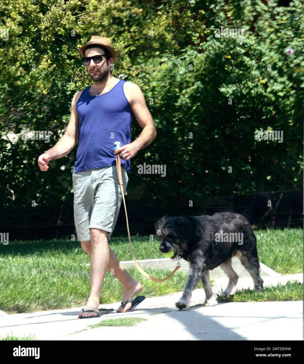 Zachary Quinto takes his Irish Wolfhound/Airedale Terrier dog Noah for ...