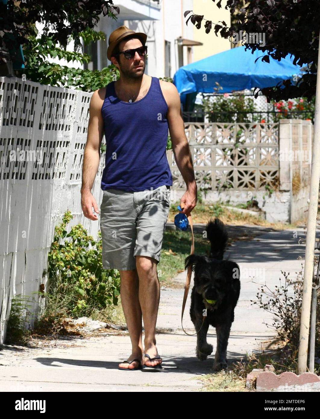 - Zachary Quinto takes his Irish Wolfhound/Airedale Terrier dog Noah ...