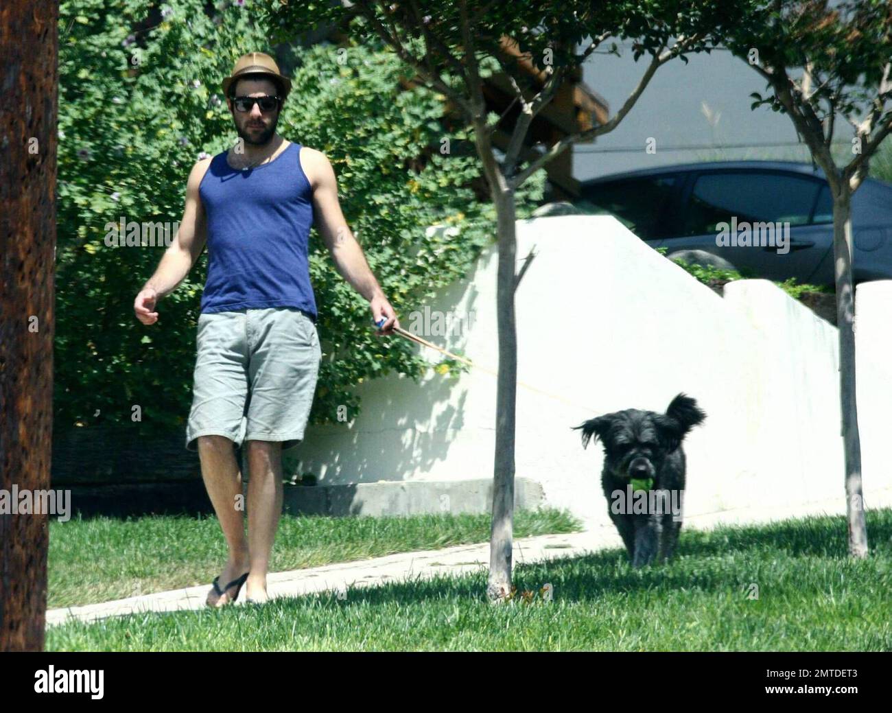 - Zachary Quinto takes his Irish Wolfhound/Airedale Terrier dog Noah ...