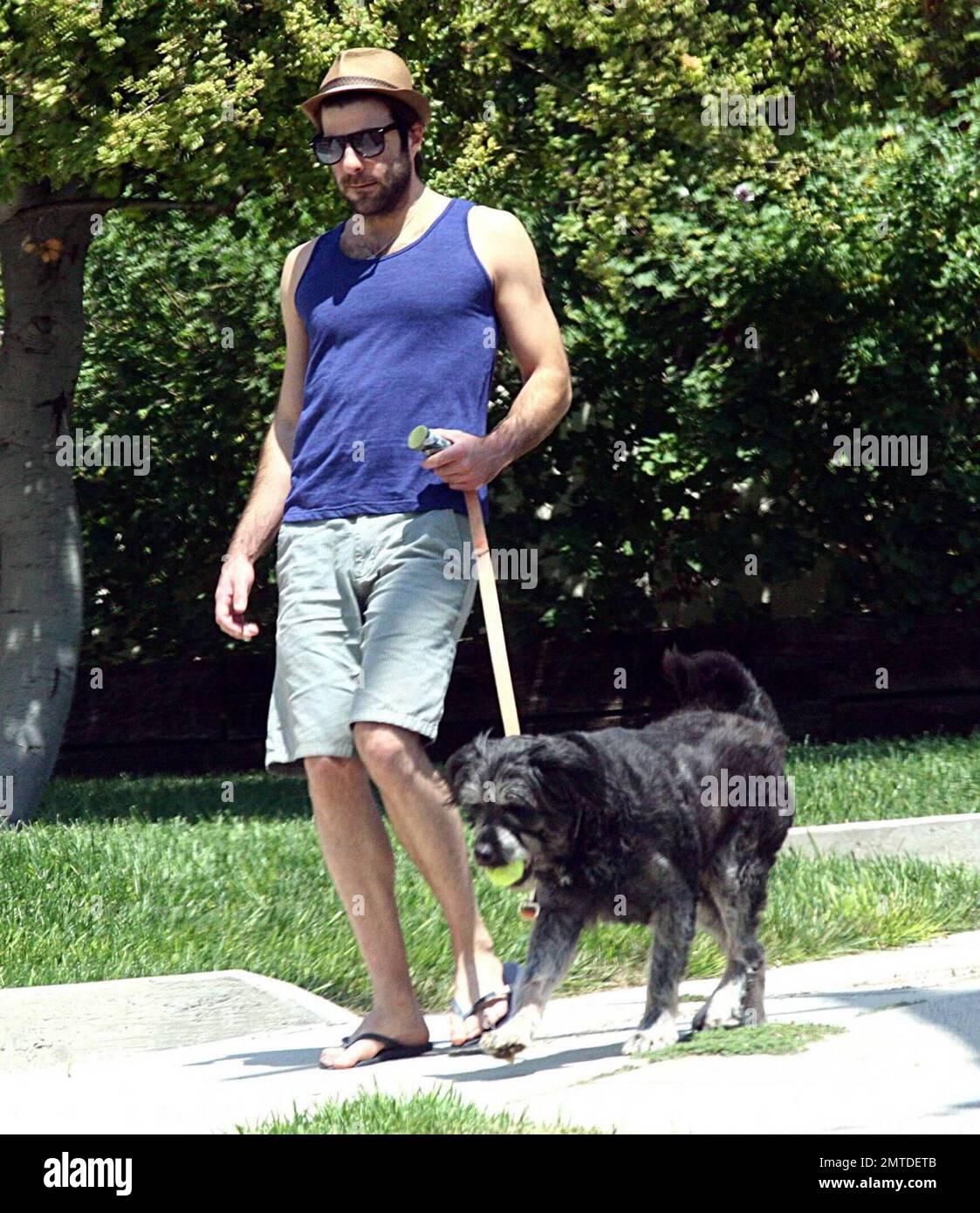 - Zachary Quinto takes his Irish Wolfhound/Airedale Terrier dog Noah ...