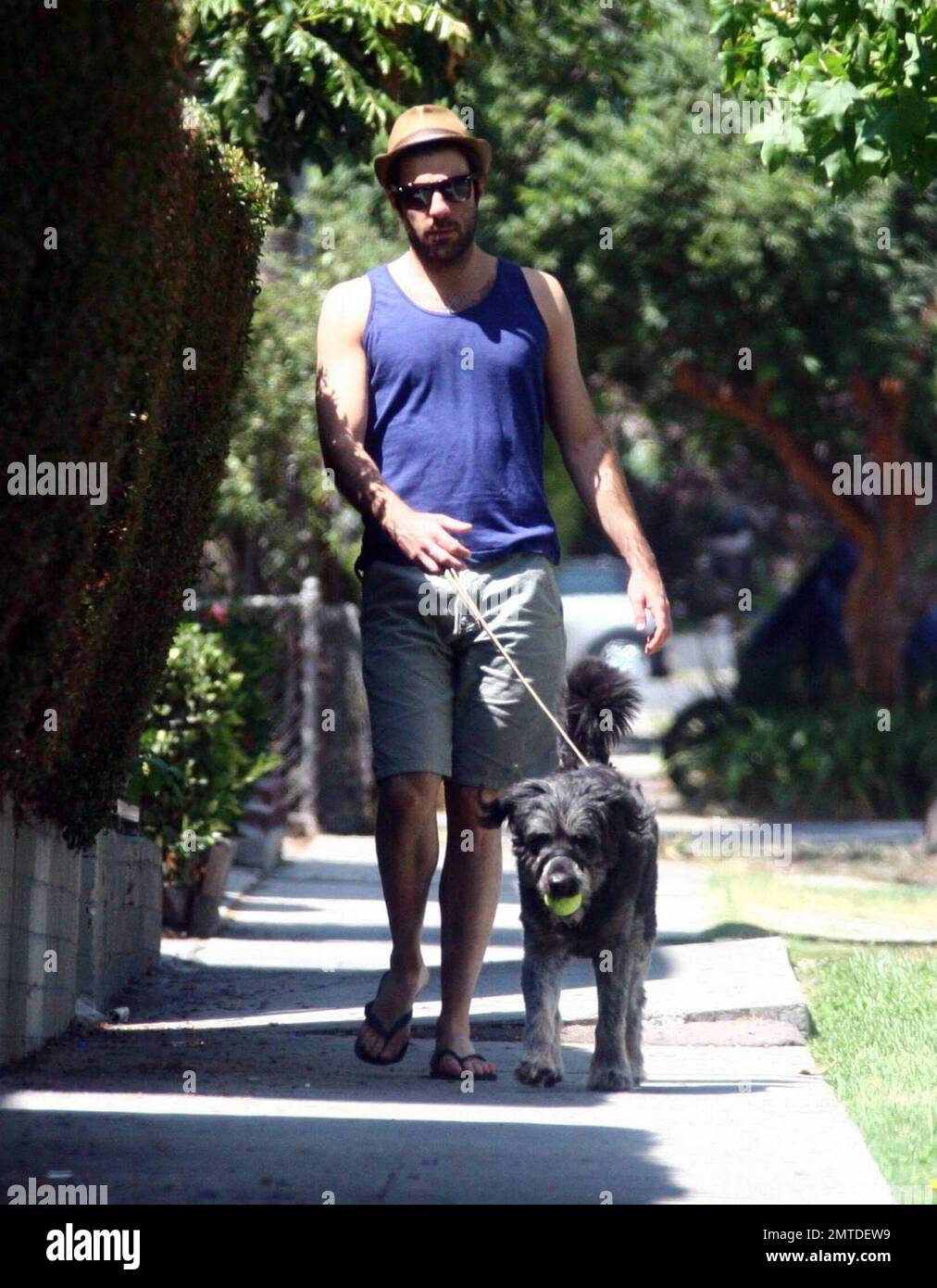 - Zachary Quinto takes his Irish Wolfhound/Airedale Terrier dog Noah ...