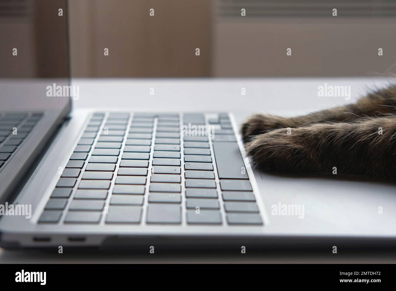 Cat using the computer. Cat Paw using Laptop. Side View Close Up. Home ...