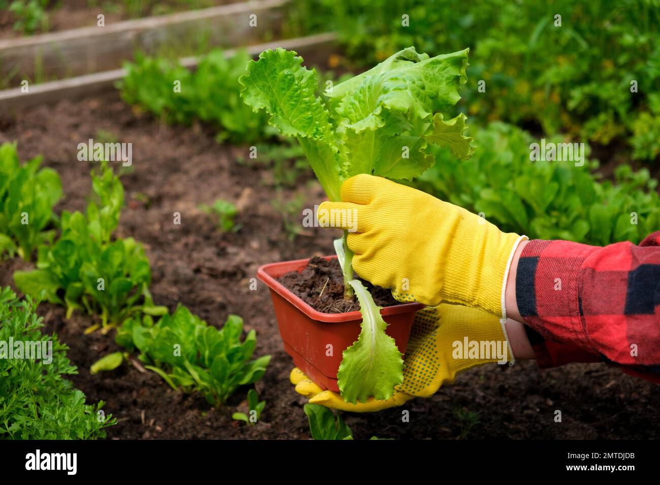Hand of gardener seedling young vegetable plant in the fertile soil. Woman's hands in yellow ...