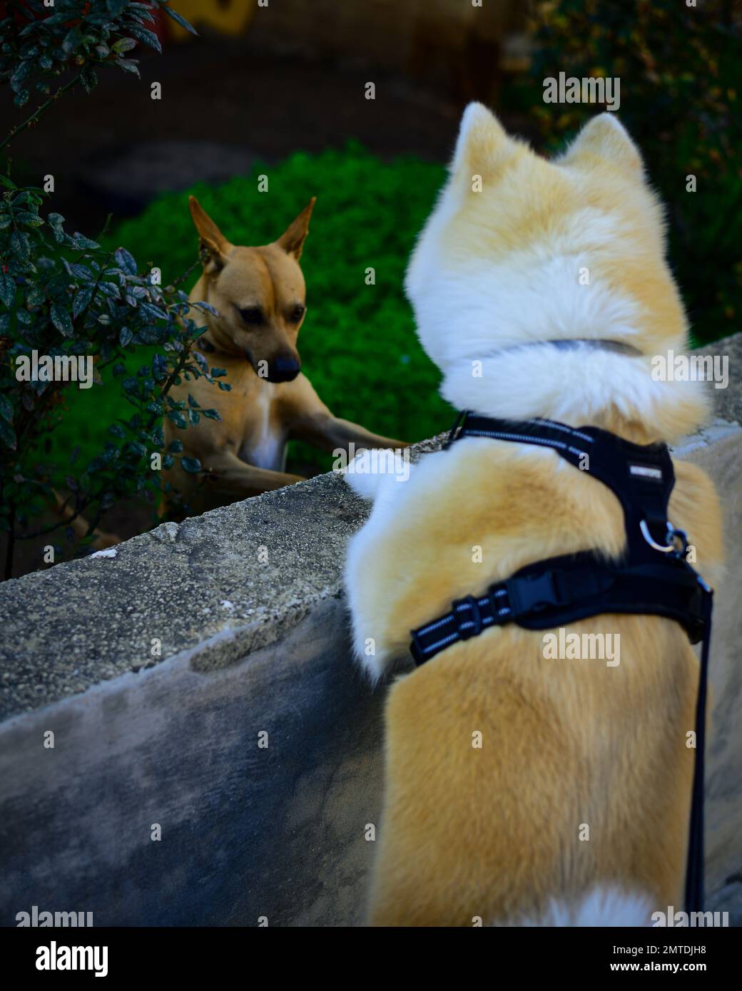 A vertical shot of two cute dogs looking at each other from the ...