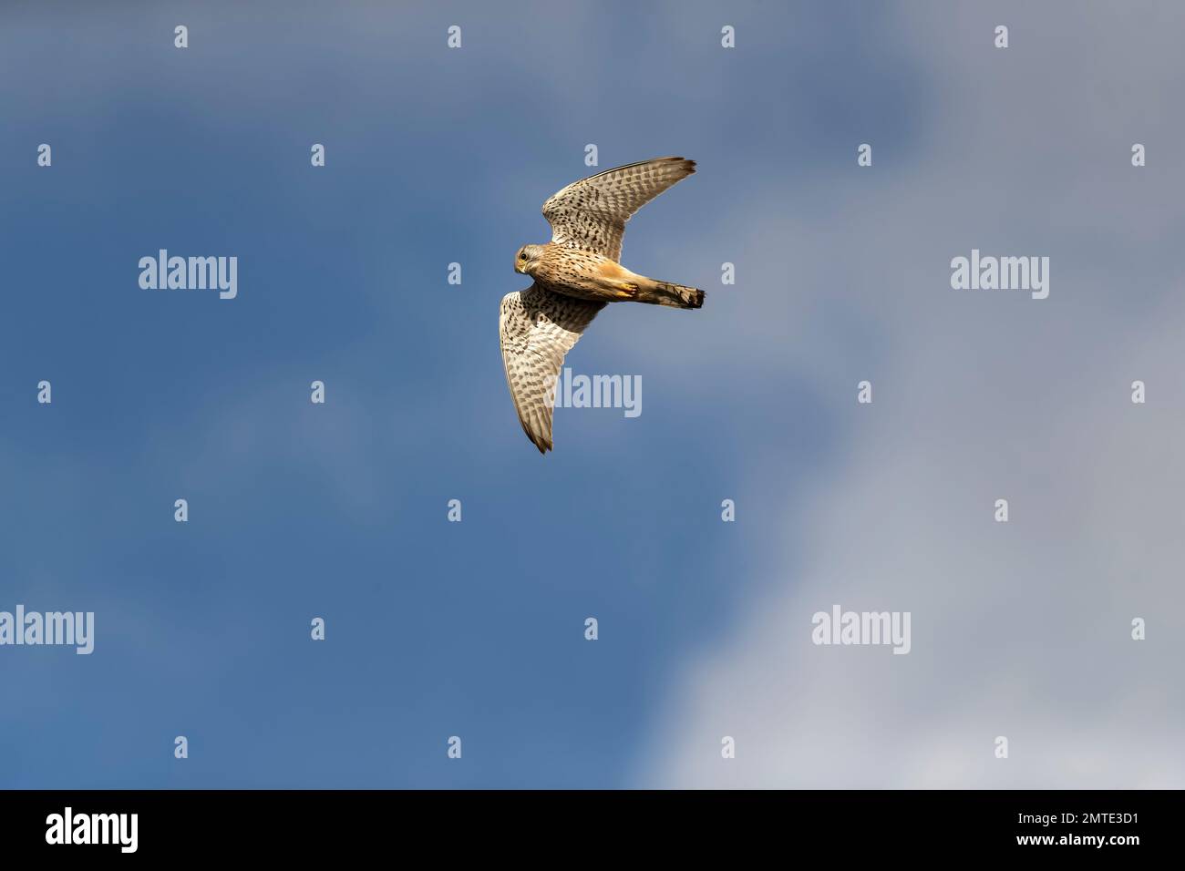 Peregrine Falcon in flight Stock Photo - Alamy
