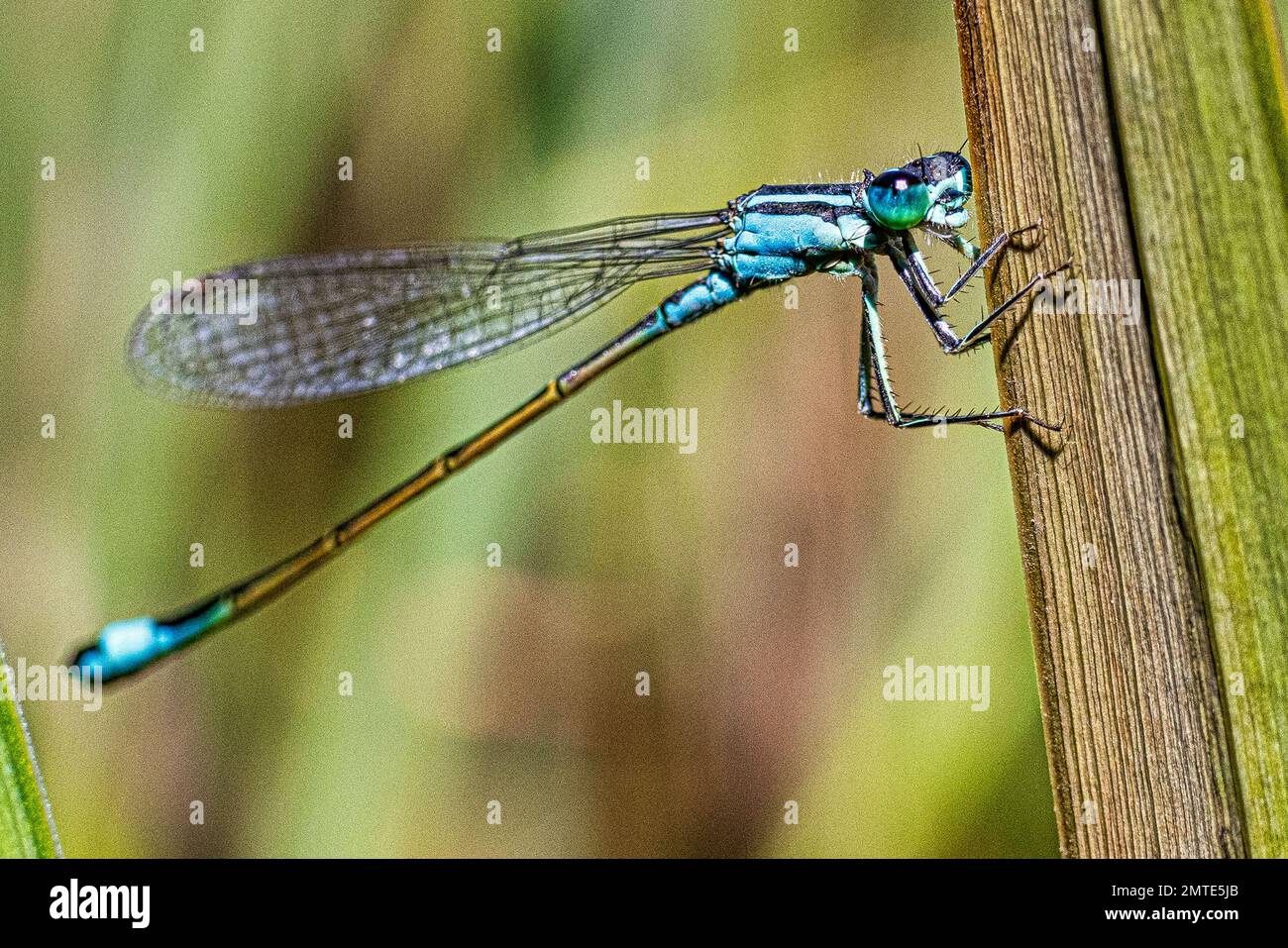 Blaue libellen hi-res stock photography and images - Alamy