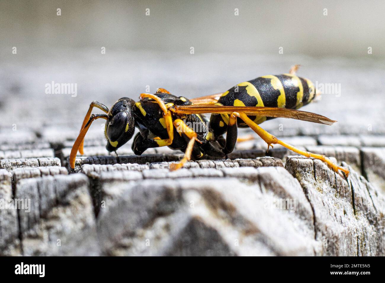 Wespen insekt hi-res stock photography and images - Alamy