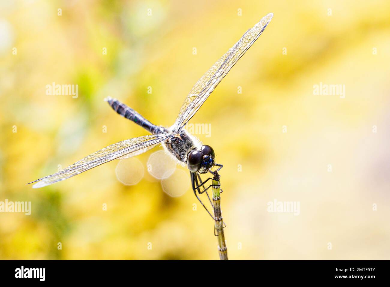 Libelle libellen insekt hi-res stock photography and images - Alamy