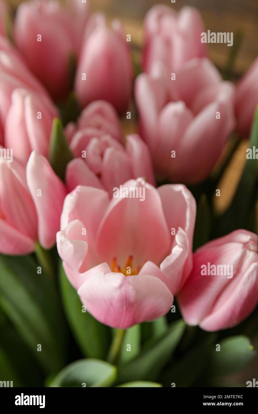 Beautiful pink spring tulips hi-res stock photography and images - Alamy