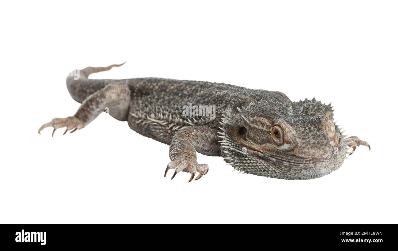 Eastern bearded dragon lizard Cut Out Stock Images & Pictures - Alamy