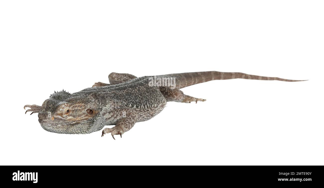 Spiked lizard Cut Out Stock Images & Pictures - Alamy