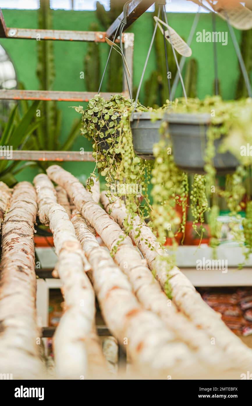 House Plant Shopping at a garden centre Stock Photo - Alamy