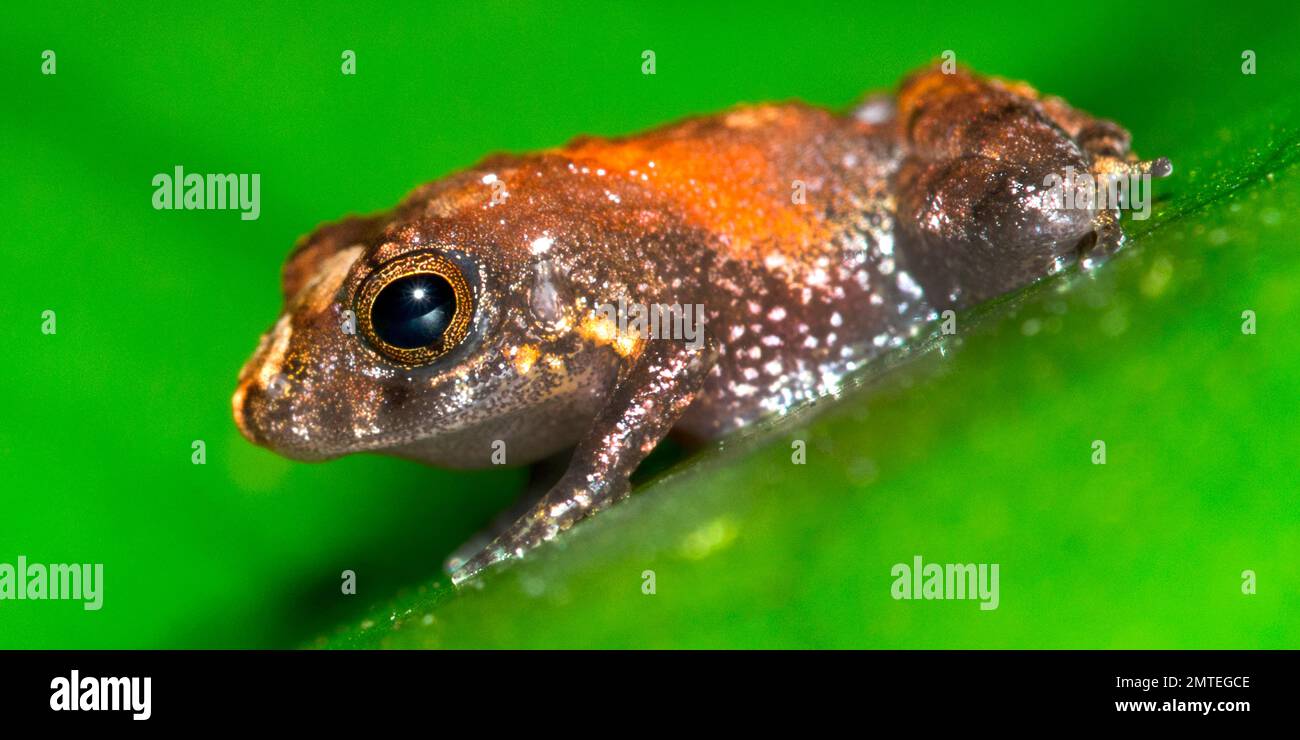 Tropical Frog, Tropical Rainforest, Costa Rica, Central America ...