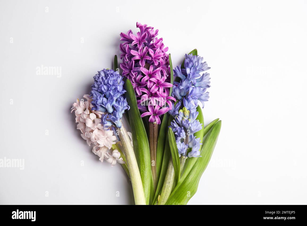 Beautiful spring flowers on white background, top view Stock Photo - Alamy