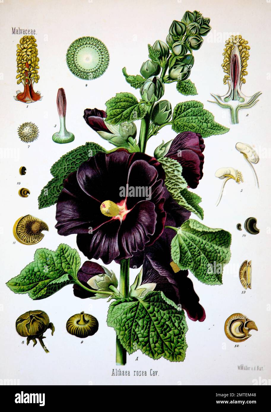 Alcea rosea, common hollyhock, Althaea chinensis, Medicinal plant Stock ...
