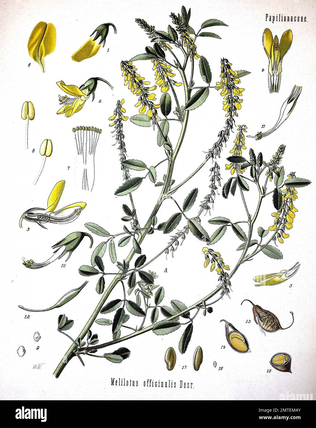 Melilotus officinalis, known as yellow sweet clover, yellow melilot ...