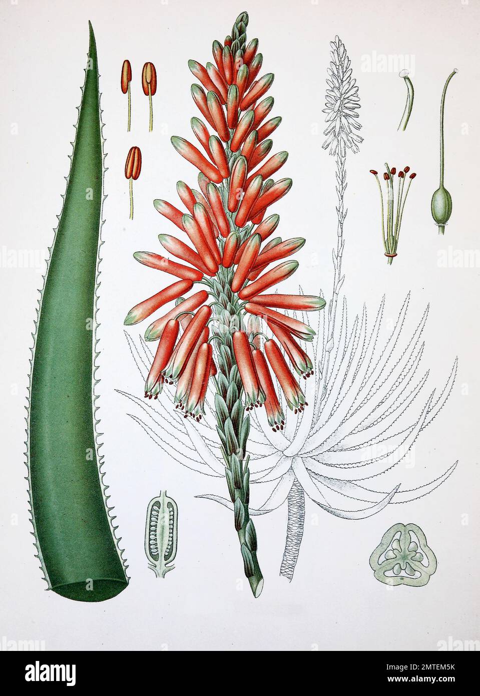 Aloe perryi, Aloe forbesii, Aloe socotrina, is a species of plant in ...