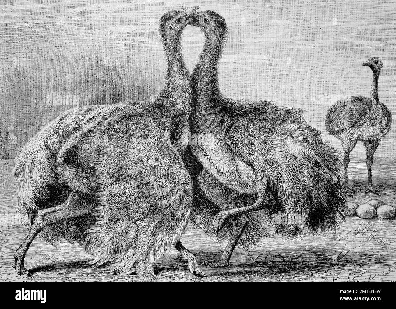 Ostrich reproduction hi-res stock photography and images - Alamy