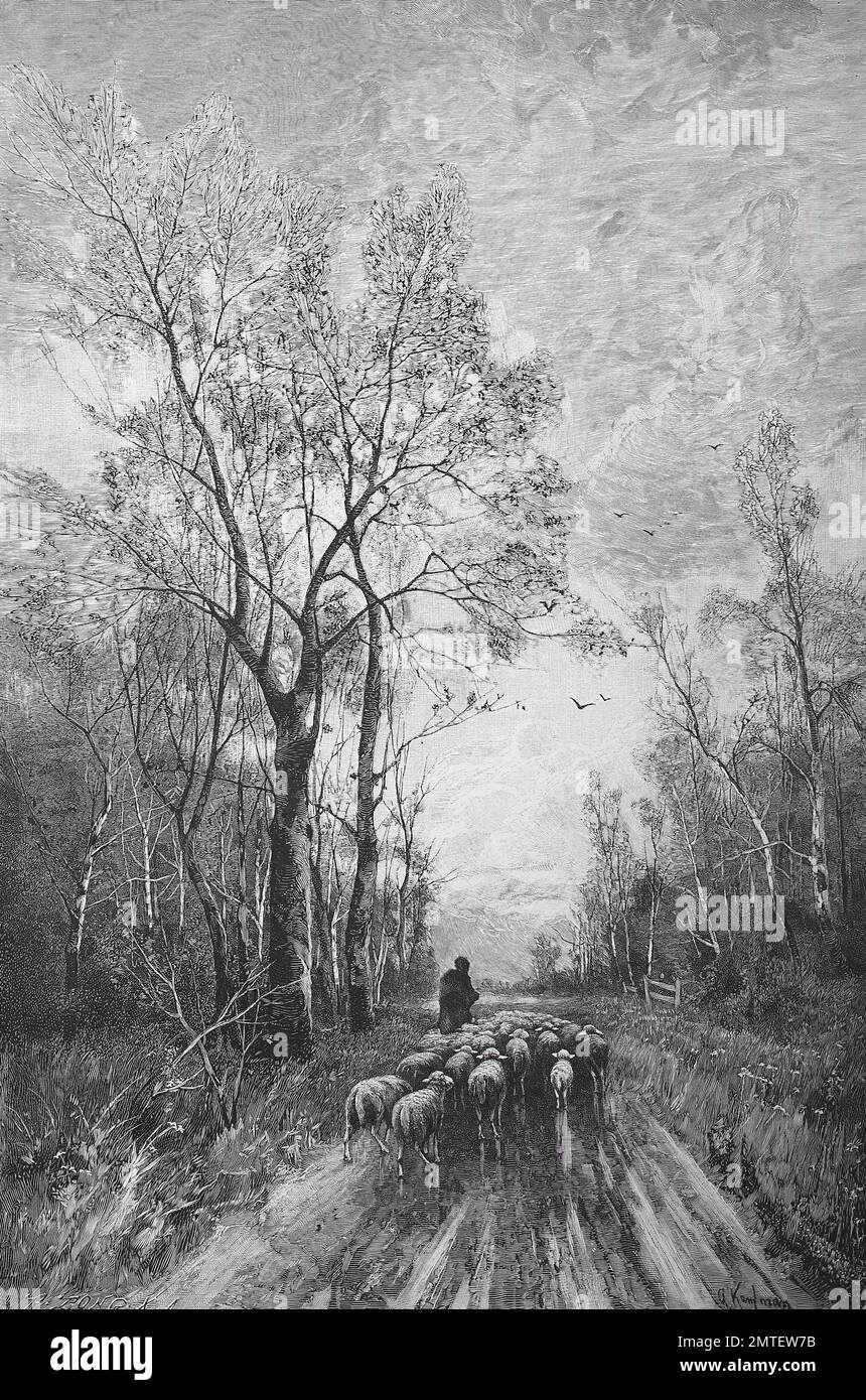 Shepherd with his herd is on the way home, illustration published in ...