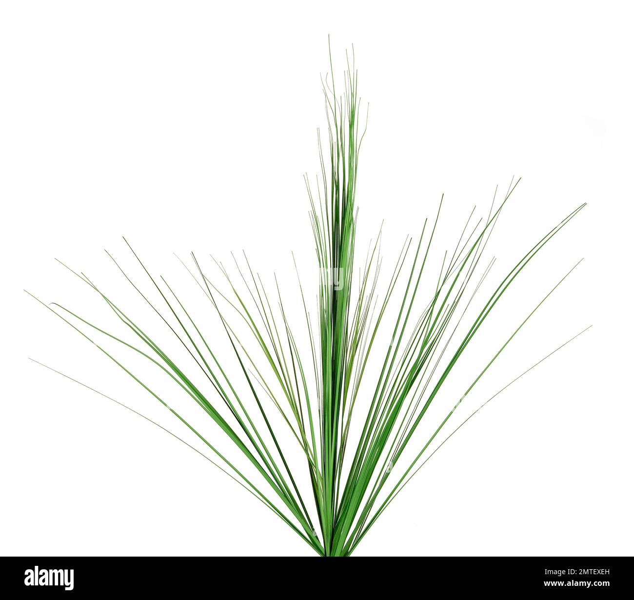 Bunch of green thin reeds isolated against white background Stock Photo ...