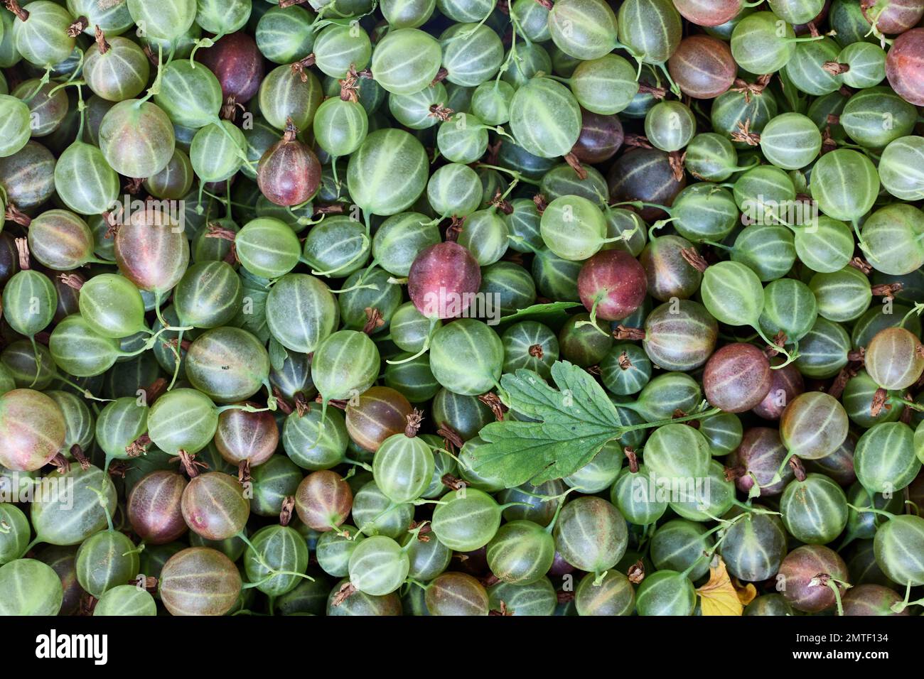 Gooseberry fruit in currant family, edible berries in green color ...
