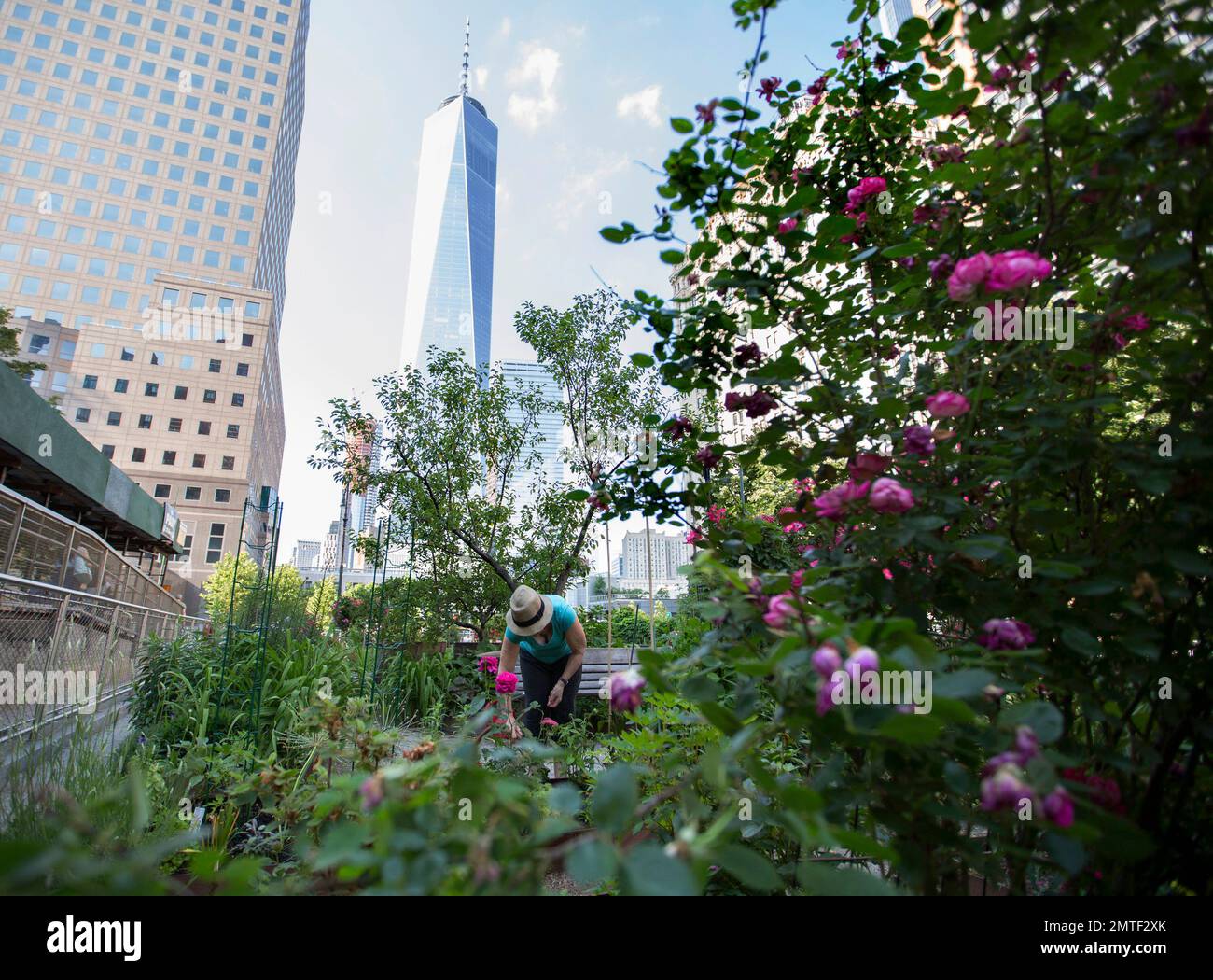 Elizabeth Rothstein tends to her plot at Liberty Community Garden in ...