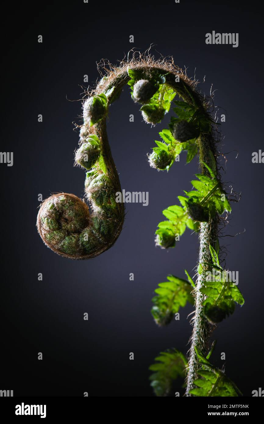 New growth of a Fern plant.a none flowering herbaceous vascular plant ...