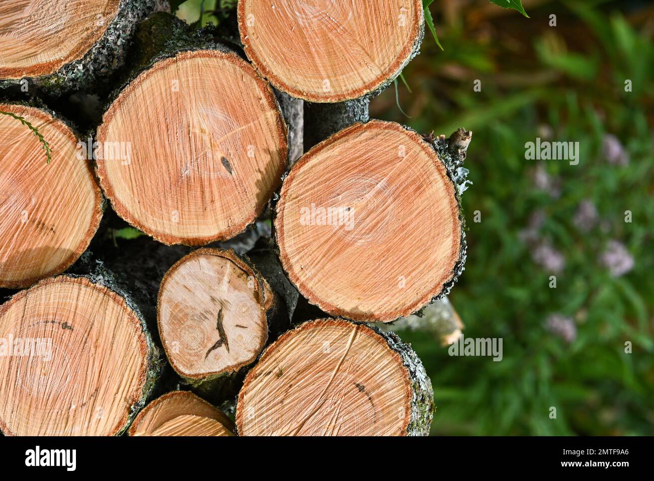 Stacked chopped logs. Copyrighted photo by Paul Slater Images Ltd - Tel ...
