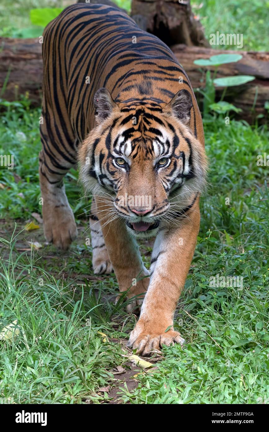 Sumatran tiger close up photo Stock Photo - Alamy