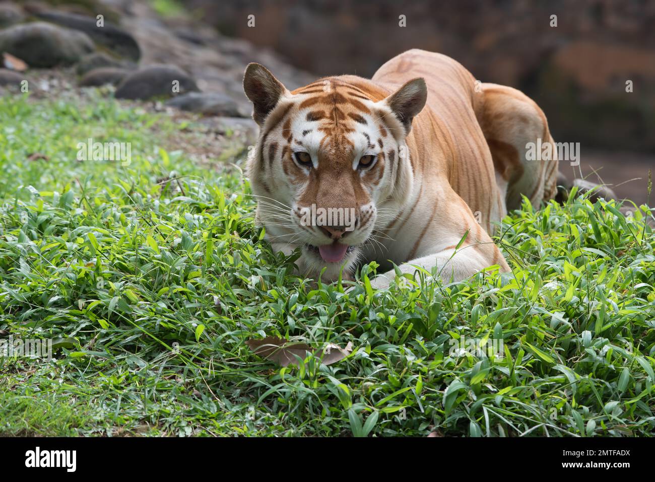 Rare Golden Tigers