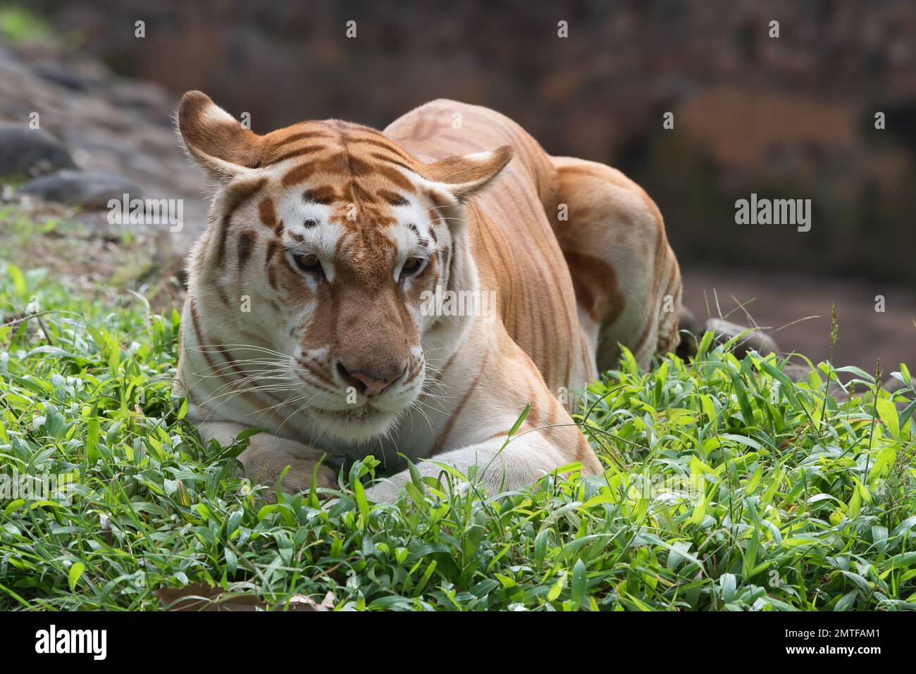 Rare Golden Tigers
