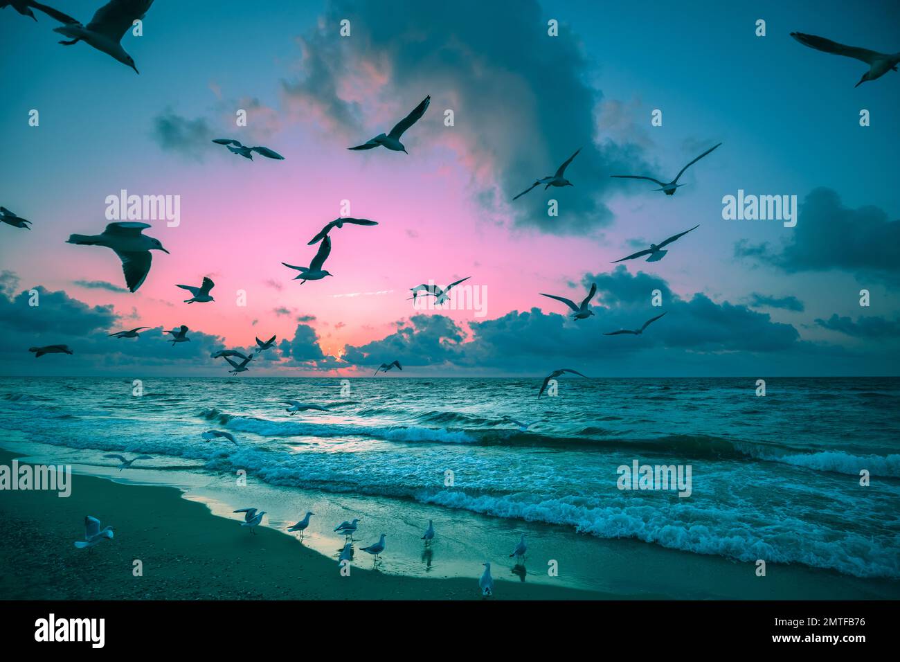 Seascape and seagulls on the sandy beach during sunset. Seagulls fly ...