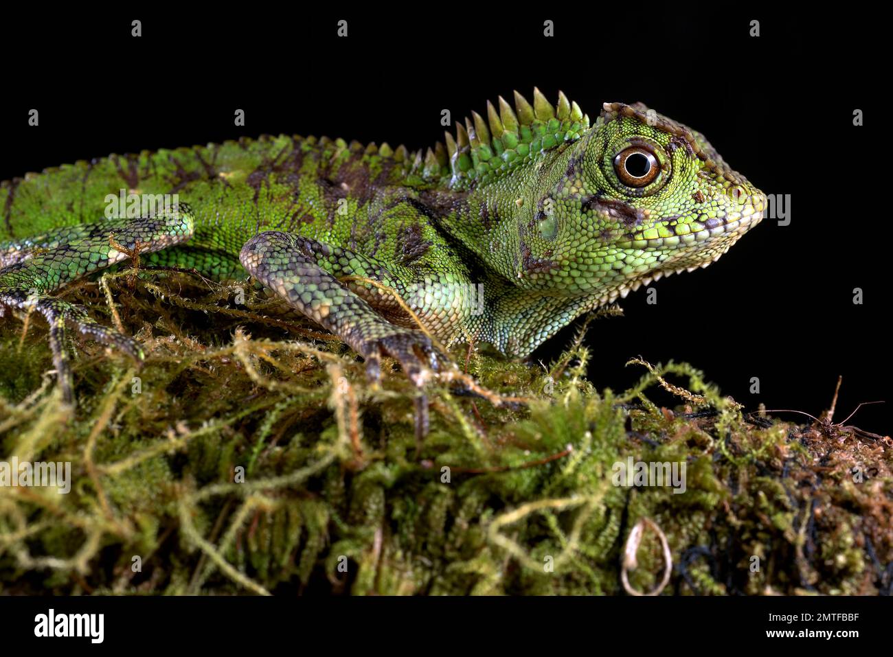 Forest dragon lizard in black background Stock Photo - Alamy