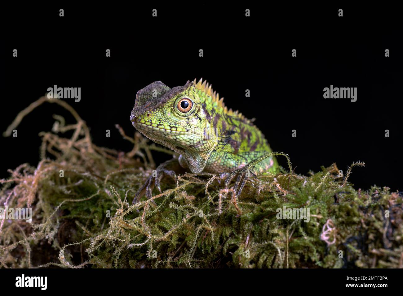 Forest dragon lizard in black background Stock Photo - Alamy
