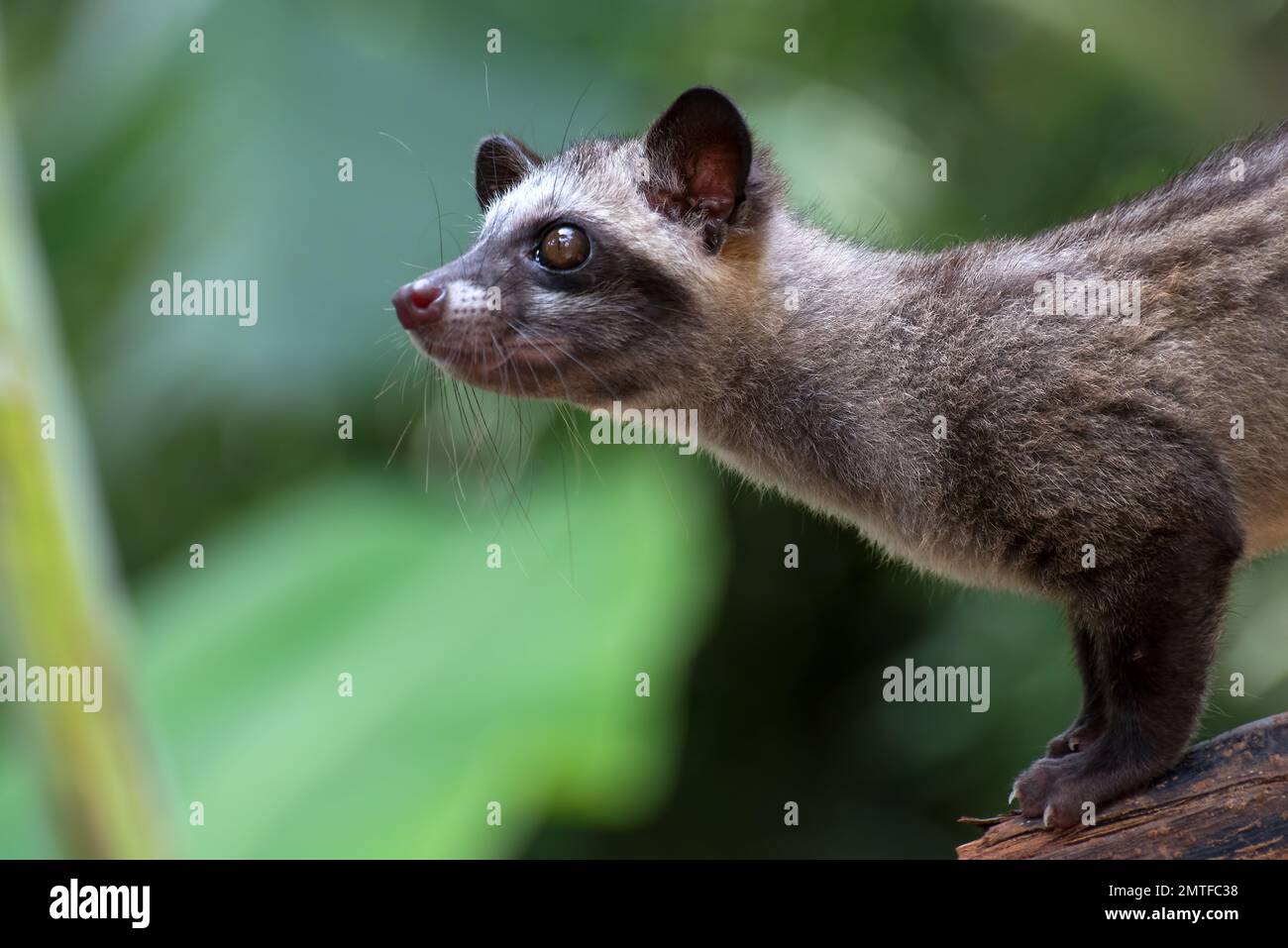 Palm civet hi-res stock photography and images - Alamy